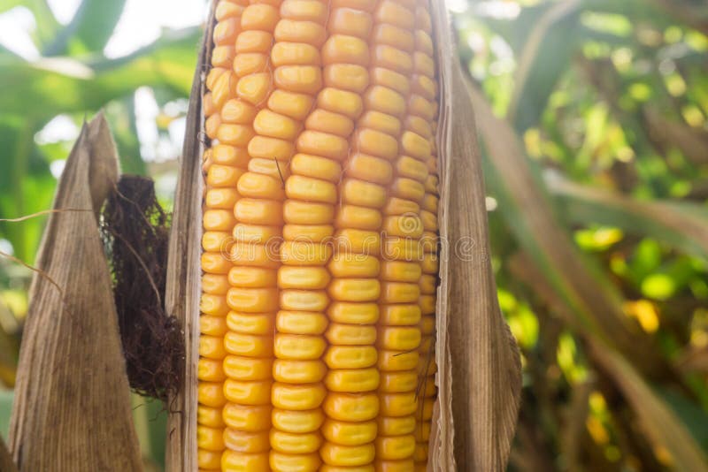 Close Up Corn Pods on the Tree with Harvest Stock Photo - Image of ...