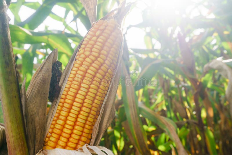 Close Up Corn Pods on the Tree with Harvest Stock Image - Image of ...