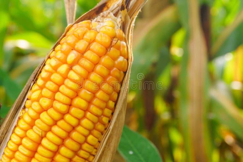 Close Up Corn Pods on the Tree with Harvest Stock Photo - Image of ...