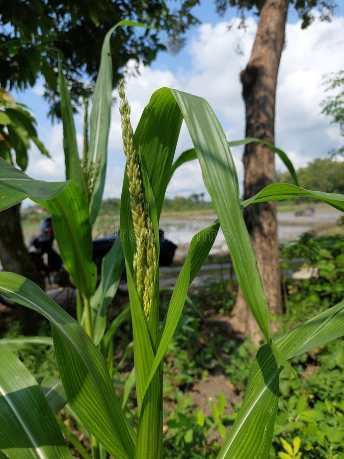 Close-up of Corn Pollination Stock Photo - Image of harvest, flower ...