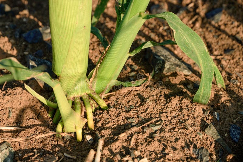 Corn root tip micrograph stock image. Image of graph - 114482043