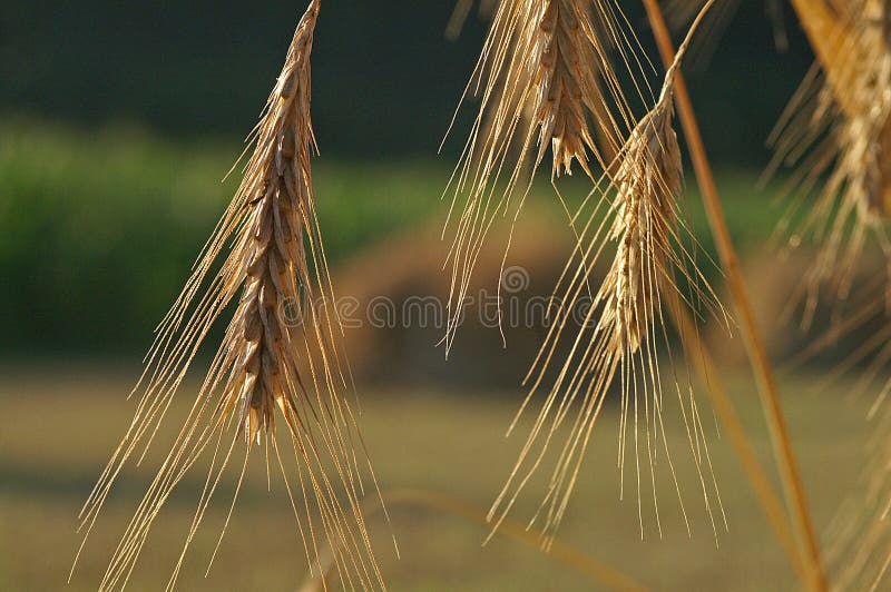 Close Up of Corn Sheafs Made from Just Harvested Grain Stock Photo ...