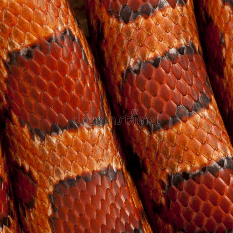 Close-up of Corn Snakeskin or Red Rat Snakeskin Stock Image - Image of ...