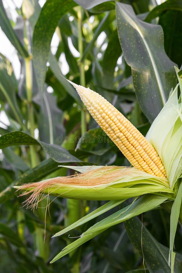 Close up corn on the stalk stock image. Image of nutritious - 60012155