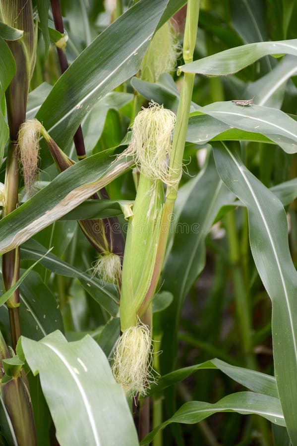 Corn Tree in Country Farm Thailand Stock Image - Image of nature ...