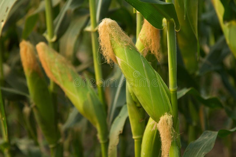 Close up corn on tree stock photo. Image of farm, beautiful - 71441156