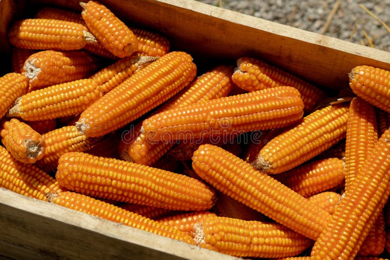 Close Up Corn in a Wooden Box Stock Photo - Image of vegetarian, corn ...