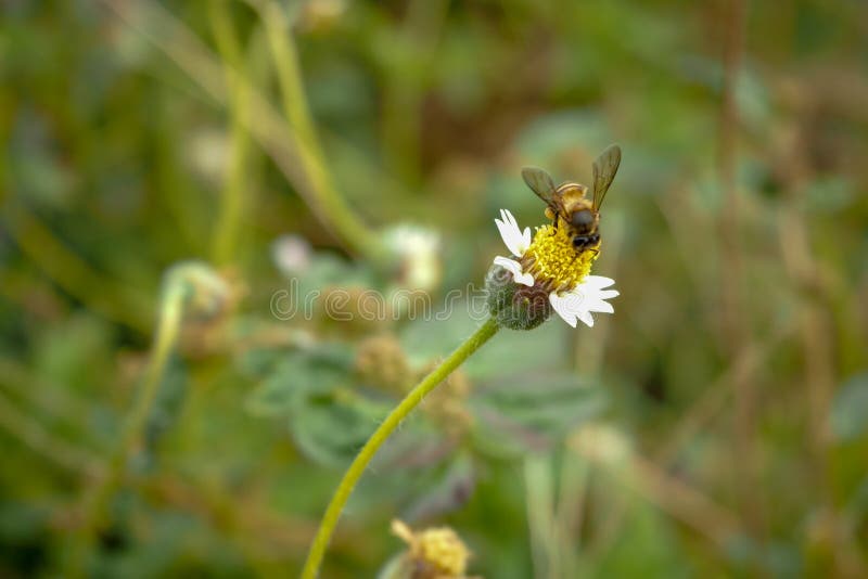 286 Bee Corner Stock Photos - Free & Royalty-Free Stock Photos from ...