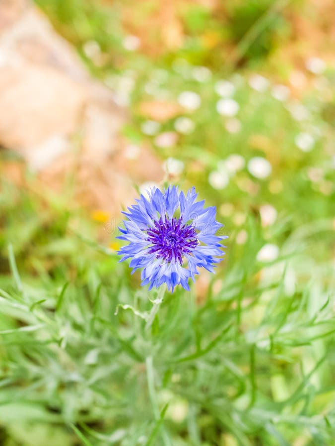 Close up Cornflower blue stock photo. Image of green - 65864566
