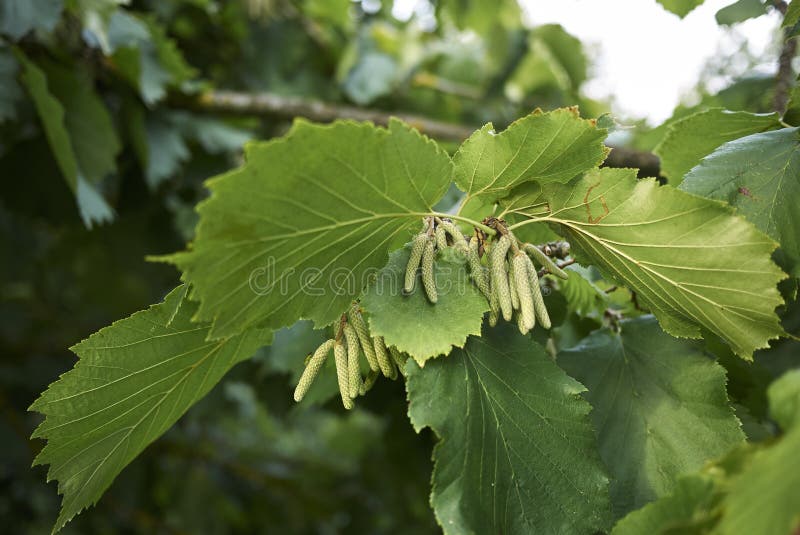 Mature Hazelnut, Corylus Avellana in a Arboretum Stock Photo - Image of ...
