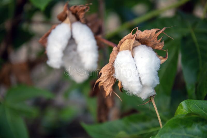 Close Up of Cotton Boll in Cotton Field Stock Image - Image of ...