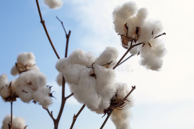 Close Up of Cotton on Sky Background Stock Image - Image of healthy ...