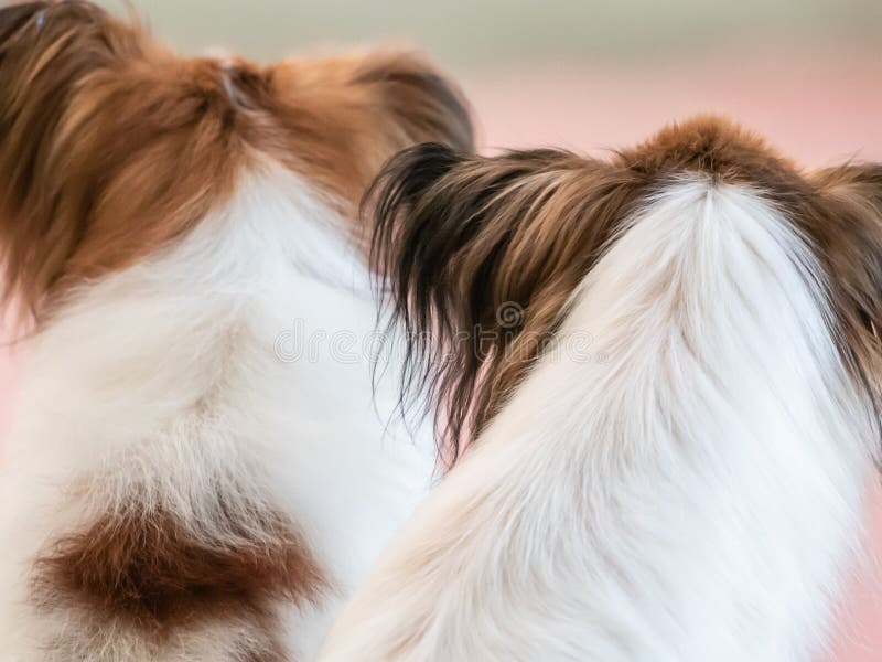Close Up of Couple of Puppies, Back View Stock Photo - Image of ...