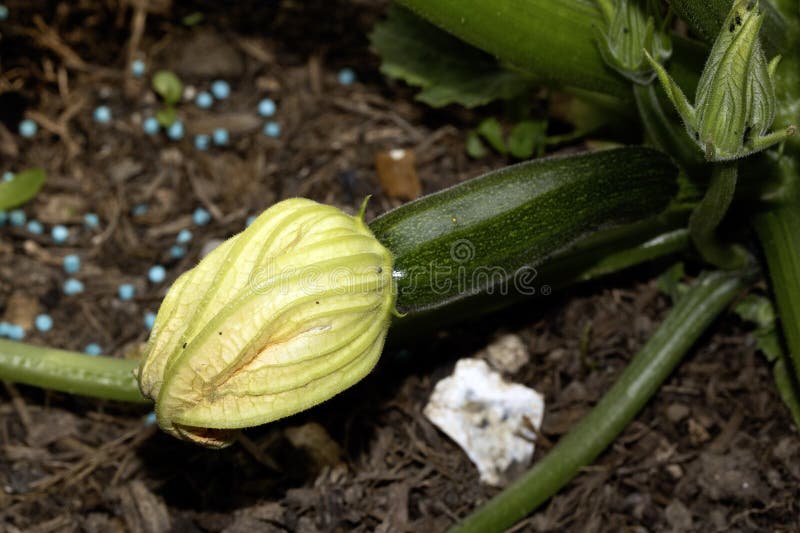 Close Up of Courgette Plant Growing Ithe First Vegetable from a Flower ...