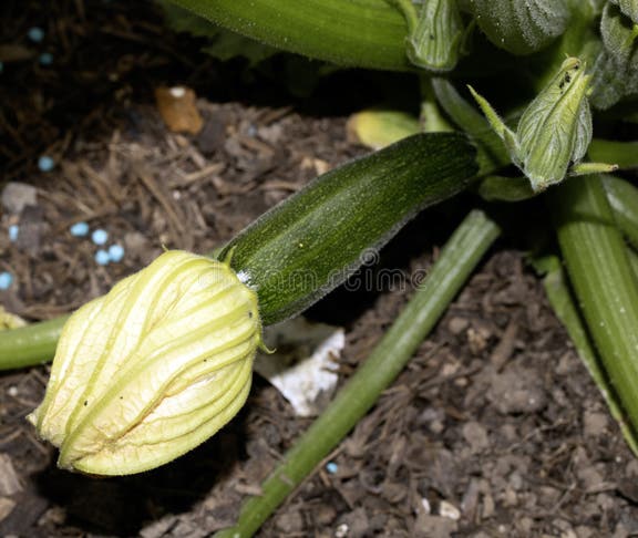 Close Up of Courgette Plant Growing Ithe First Vegetable from a Flower ...