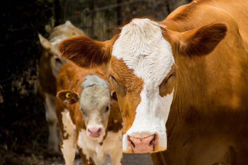 Close-Up of a Cow and Calves Stock Image - Image of animal, setting ...