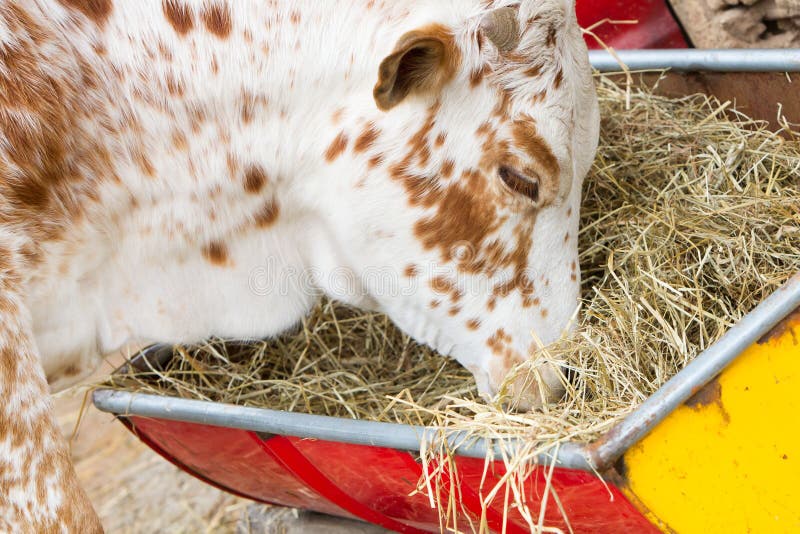 Brown Cow Eating Hay stock photo. Image of chew, straw - 13476448