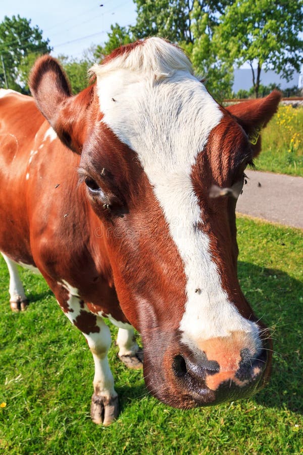 Cow Funny Fisheye Nose Close Up Stock Photos - Free & Royalty-Free ... Cow Funny Fisheye Nose Close Up Stock Photos - Free & Royalty-Free ...