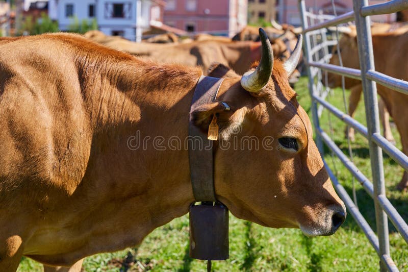 Close Up of Cow Head. Brown Cow with Cow Bell Stock Image - Image of ...