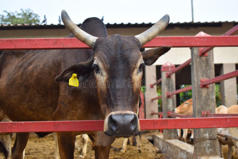 Close Up of a Cow Head with Ear Tag and Horns Editorial Photo - Image ...