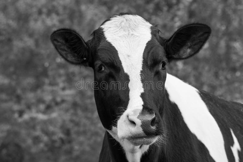 A Close Up of a Cow Looking at the Camera Stock Image - Image of ...