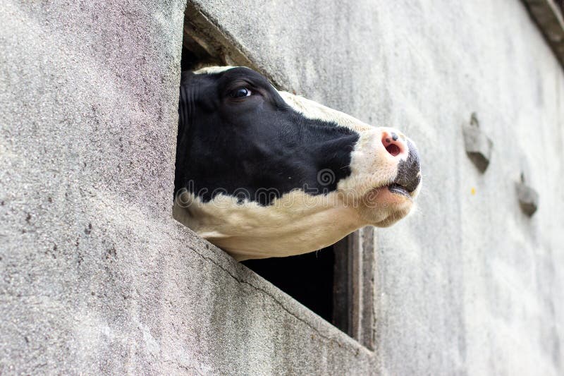 Close Up of a Cow Looking Over a Wall with Its Face Out Stock Image ...