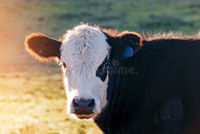 Close-up of Cow on the Meadow Stock Image - Image of farming, brown ...