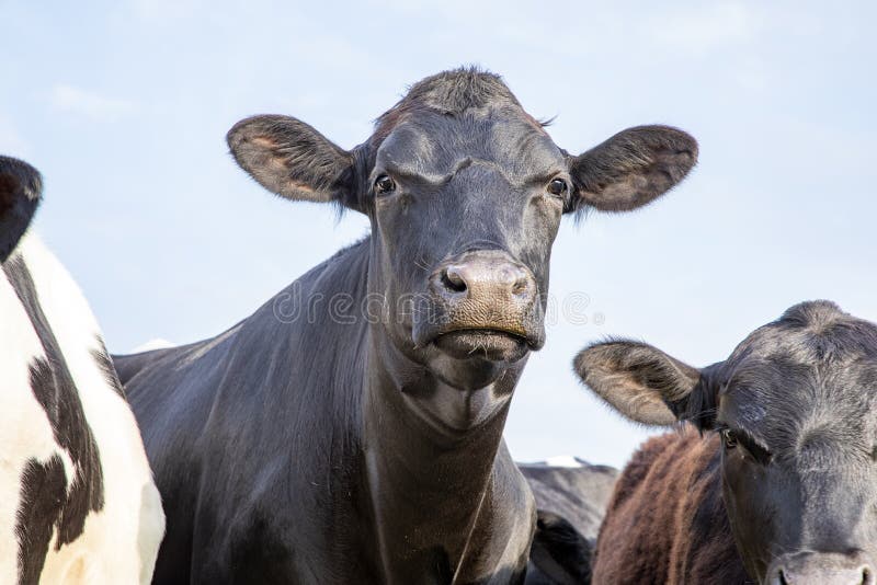 Close Up of a Cow in the Middle of a Group of Cows Black and White ...