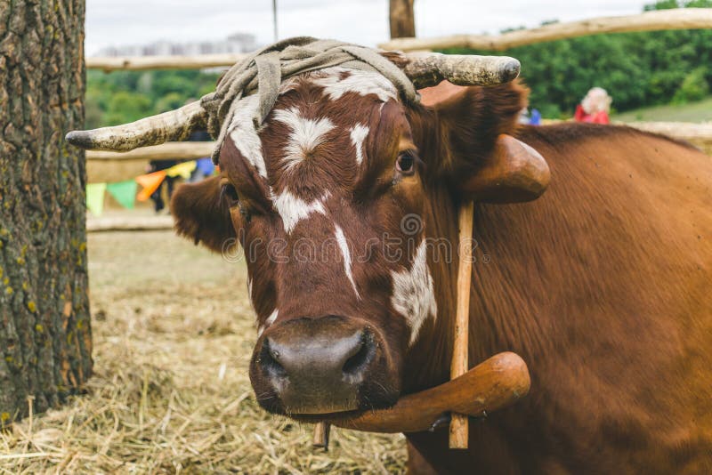 View Of Cow Muzzle. Livestock Farming. Cow On The Pasture. Stock Photo ...