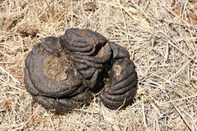 115 Cow Pat Field Stock Photos - Free & Royalty-Free Stock Photos from ...