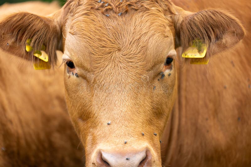 Close-up of a Cow S Face with Yellow Ear Tags Stock Image - Image of ...