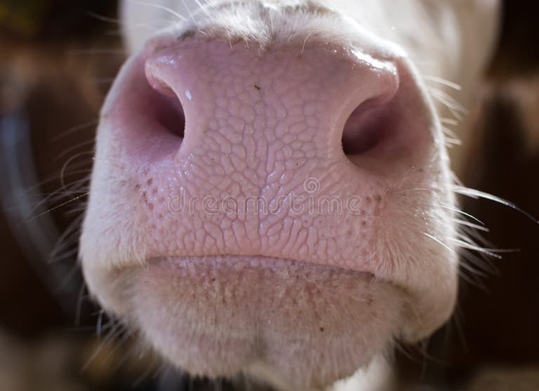 Close up of cow`s muzzle stock photo. Image of husbandry - 88897426
