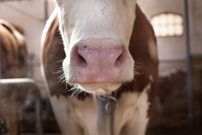Close up of cow`s muzzle stock image. Image of close - 88897163