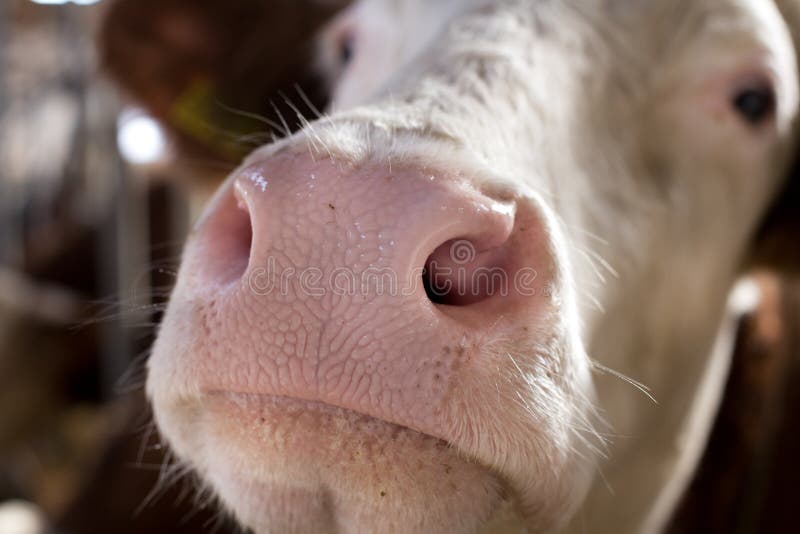 Close up of cow`s muzzle stock image. Image of husbandry - 88897899