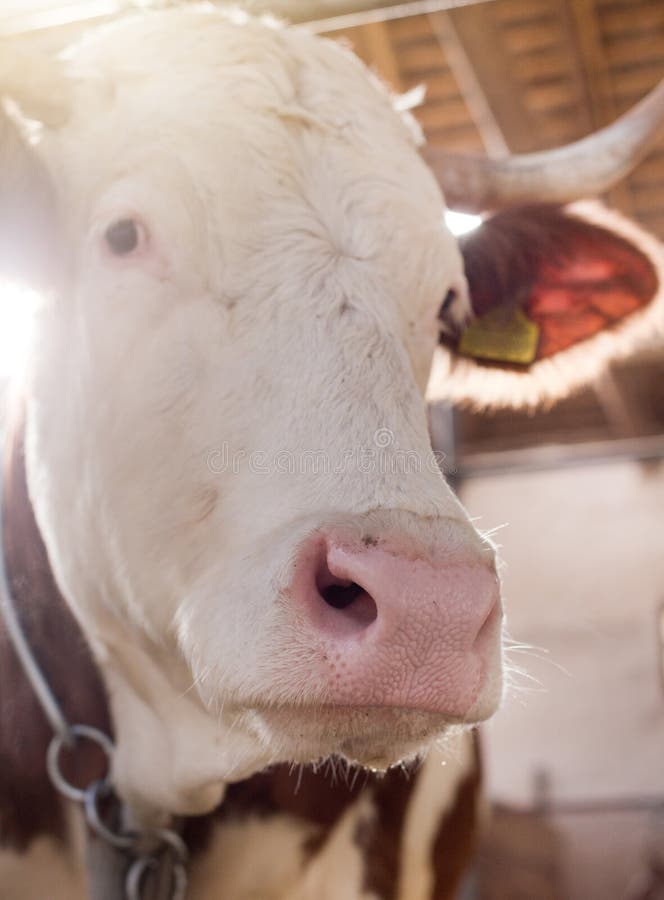 Close up of cow`s muzzle stock image. Image of horn, countryside - 88898055