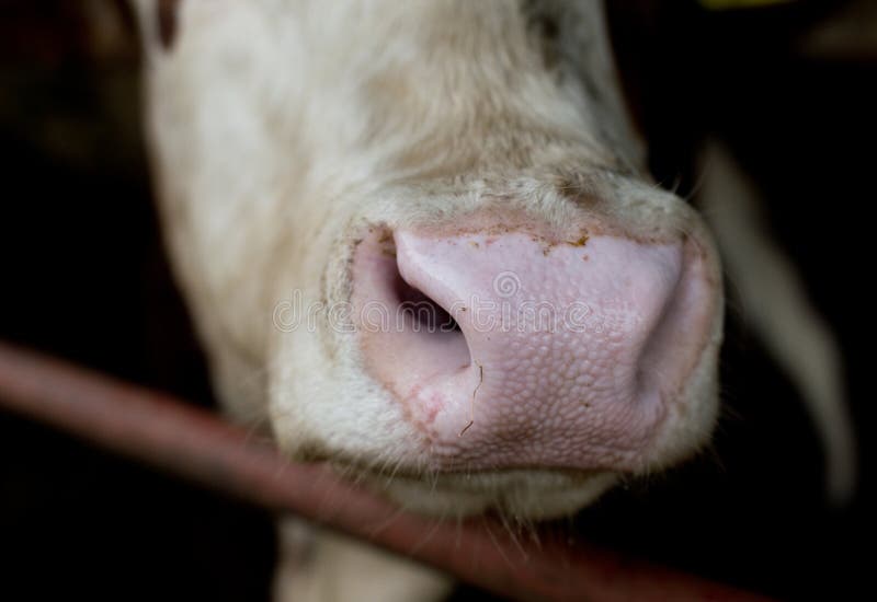Close up of cow s muzzle stock photo. Image of cattle - 61810954