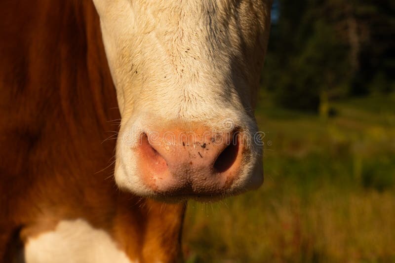 Close-up of a cow s nose stock photo. Image of livestock - 336579880