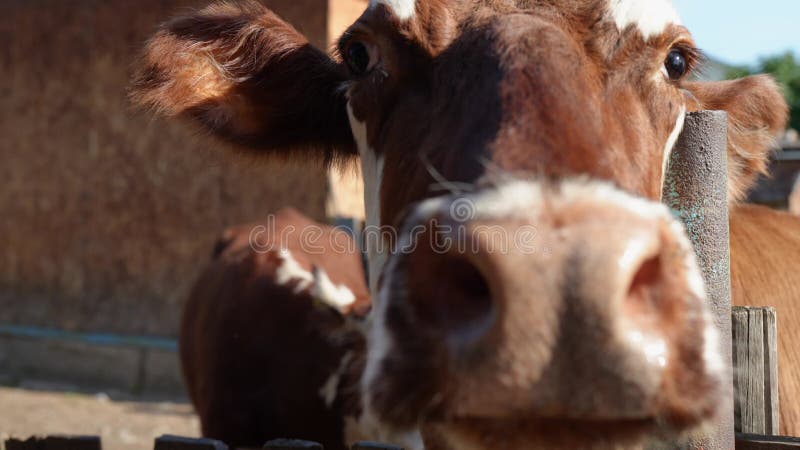 Close-up of a Cow S Nose, Muzzle, Snout, Hot Summer Day Stock Footage ...