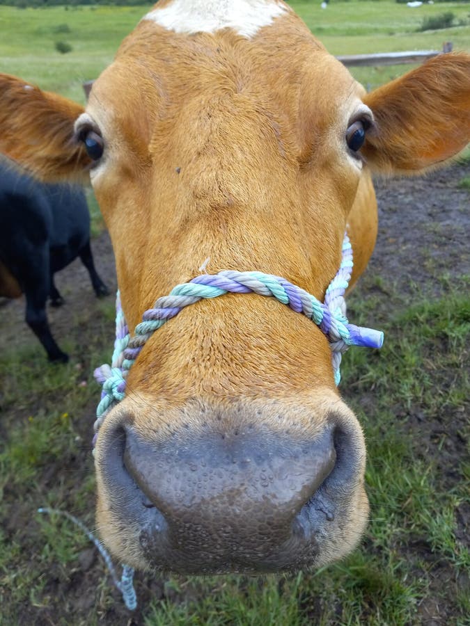 A cows face close up stock image. Image of hello, face - 255757205