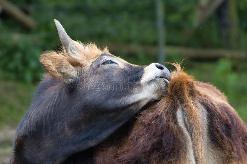 Close-up of a Cow Scratching Its Back with a Blurred Green Background ...