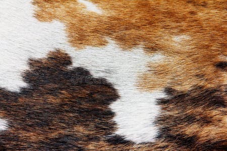 Close Up of Cowhide Background Stock Image - Image of cattle, close ...