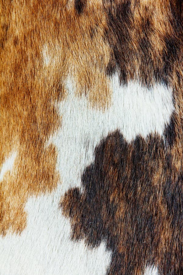 Close Up Of Cowhide Background Portrait Stock Photo - Image of surface ...