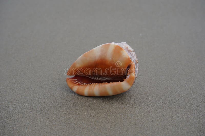 Close Up of a Cowrie Seashell (or Cowry Shell) Laying in the Sand of a ...