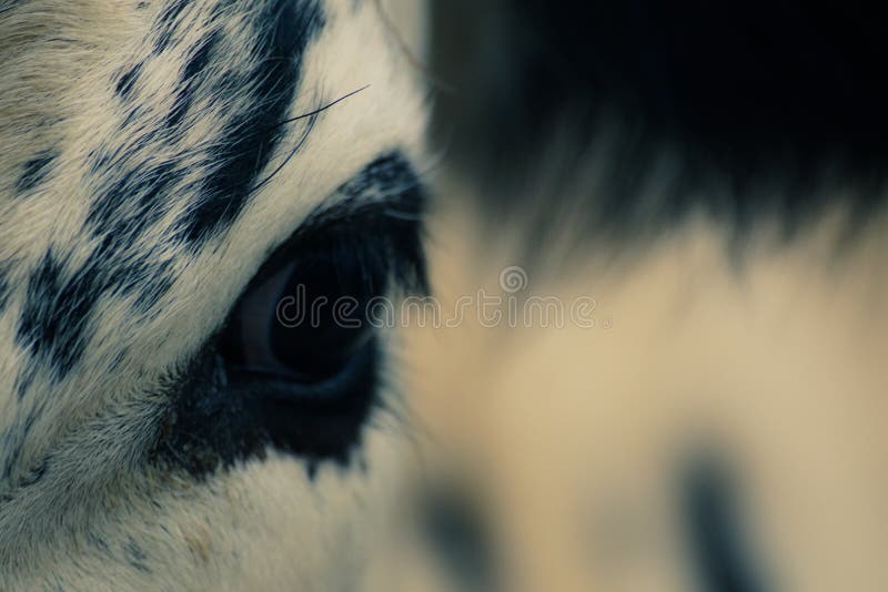 A close up of a cows eye stock photo. Image of mammal - 267145066