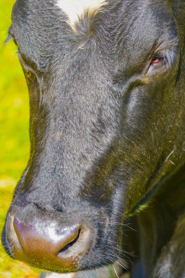 Close up of cows face stock image. Image of daytime - 329704659