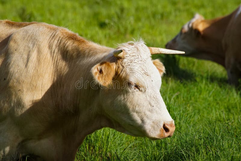 Close Up of Cows on Green Field Stock Photo - Image of field, dairy ...