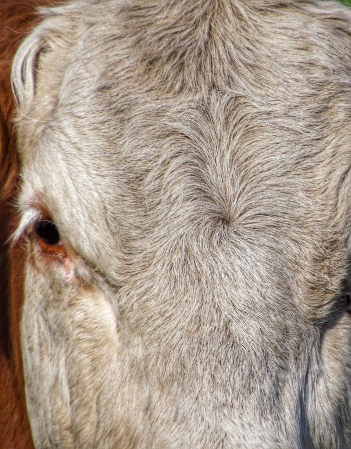Close up of a cows head stock image. Image of herd, mane - 256245709