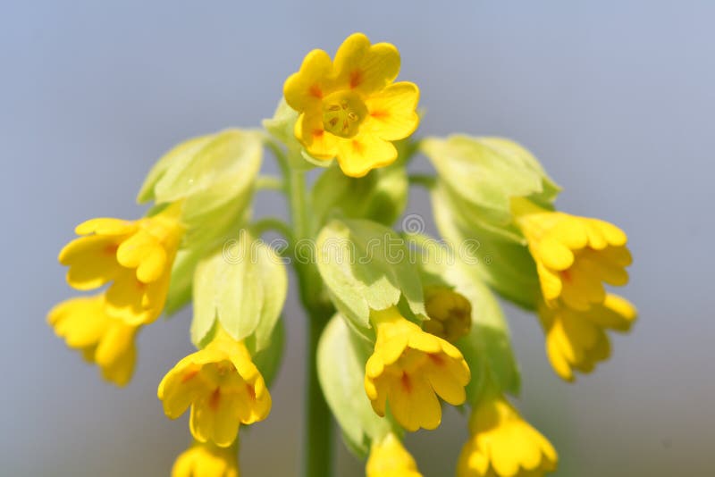 Cowslips primula veris stock image. Image of closeup - 119383207