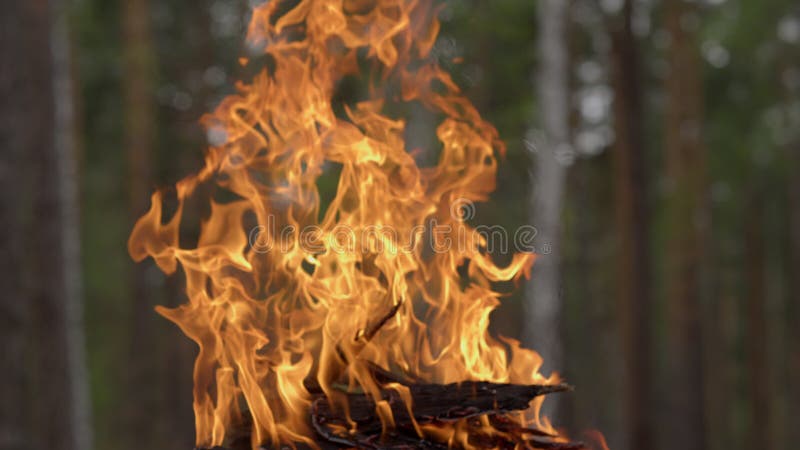 Close Up on Cozy Flame of Fire Outside in Forest. Relaxing Scenery with ...