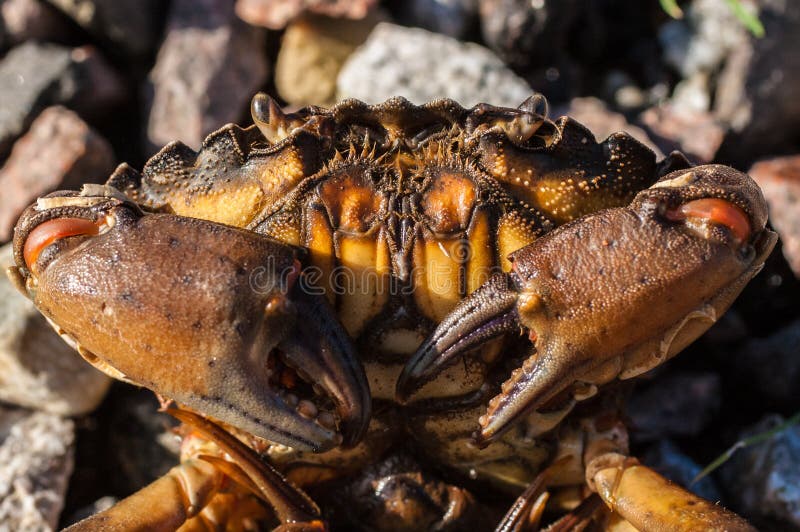 Big claws of a crab stock image. Image of claw, shell - 33592069